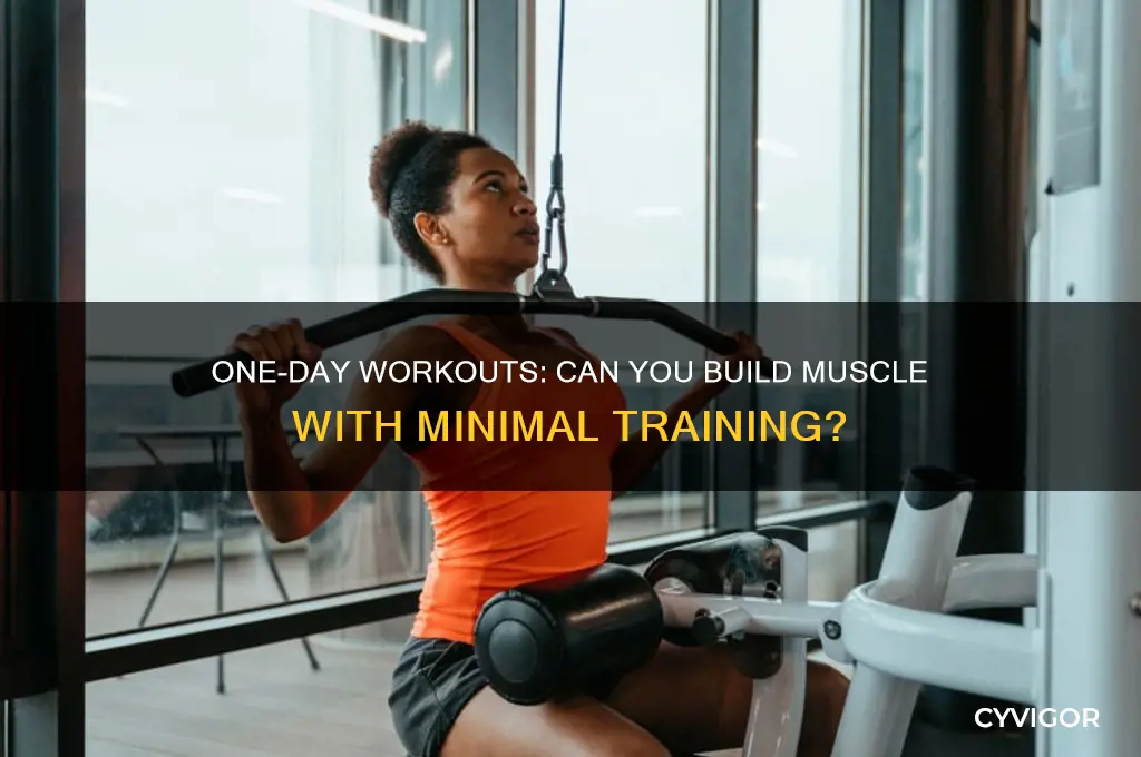One-Day Workouts: Can You Build Muscle With Minimal Training? | CyVigor