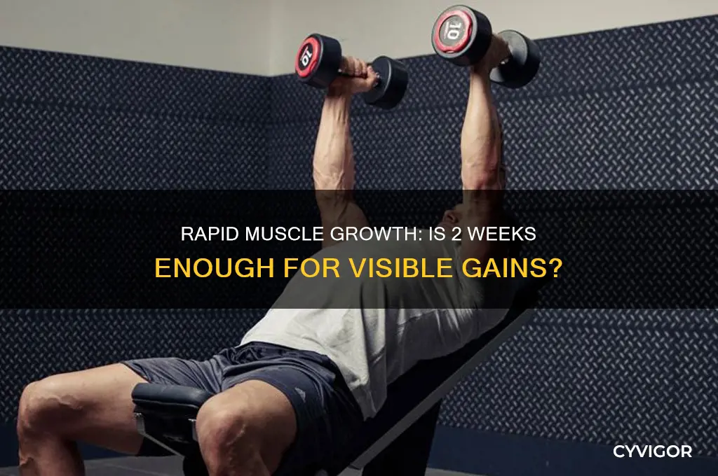 Rapid Muscle Growth: Is 2 Weeks Enough For Visible Gains? | CyVigor