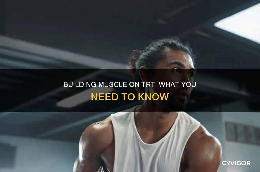 Building Muscle On Trt: What You Need To Know | CyVigor