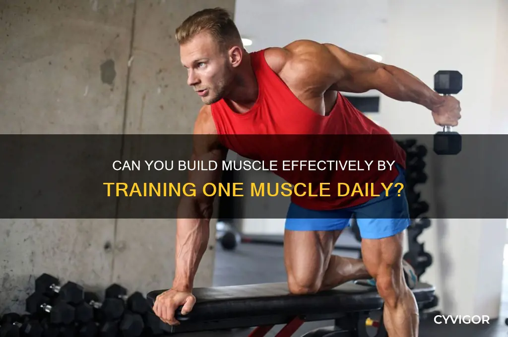 Can You Build Muscle Effectively By Training One Muscle Daily? | CyVigor