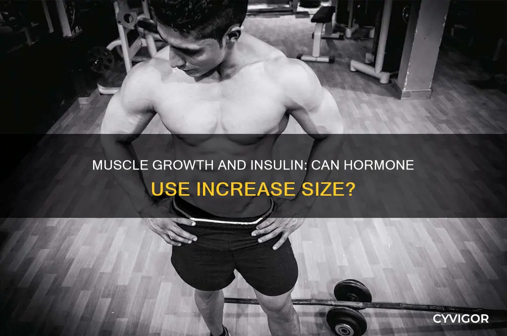 Muscle Growth And Insulin: Can Hormone Use Increase Size? | CyVigor