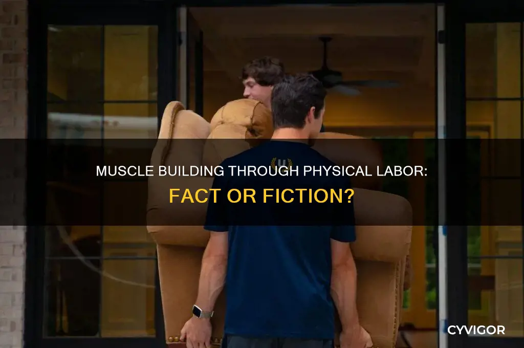 Muscle Building Through Physical Labor: Fact Or Fiction? | CyVigor