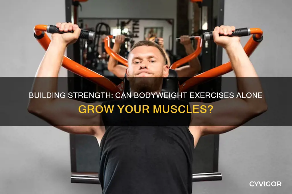 Building Strength: Can Bodyweight Exercises Alone Grow Your Muscles ...