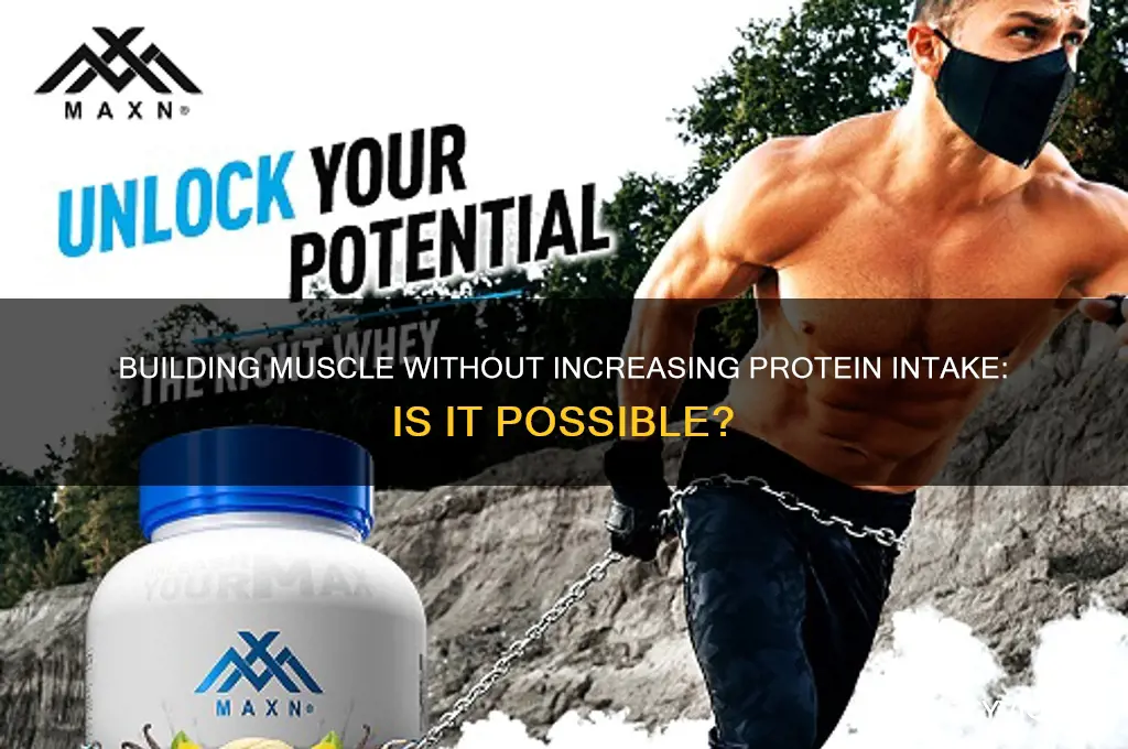 Building Muscle Without Increasing Protein Intake: Is It Possible ...