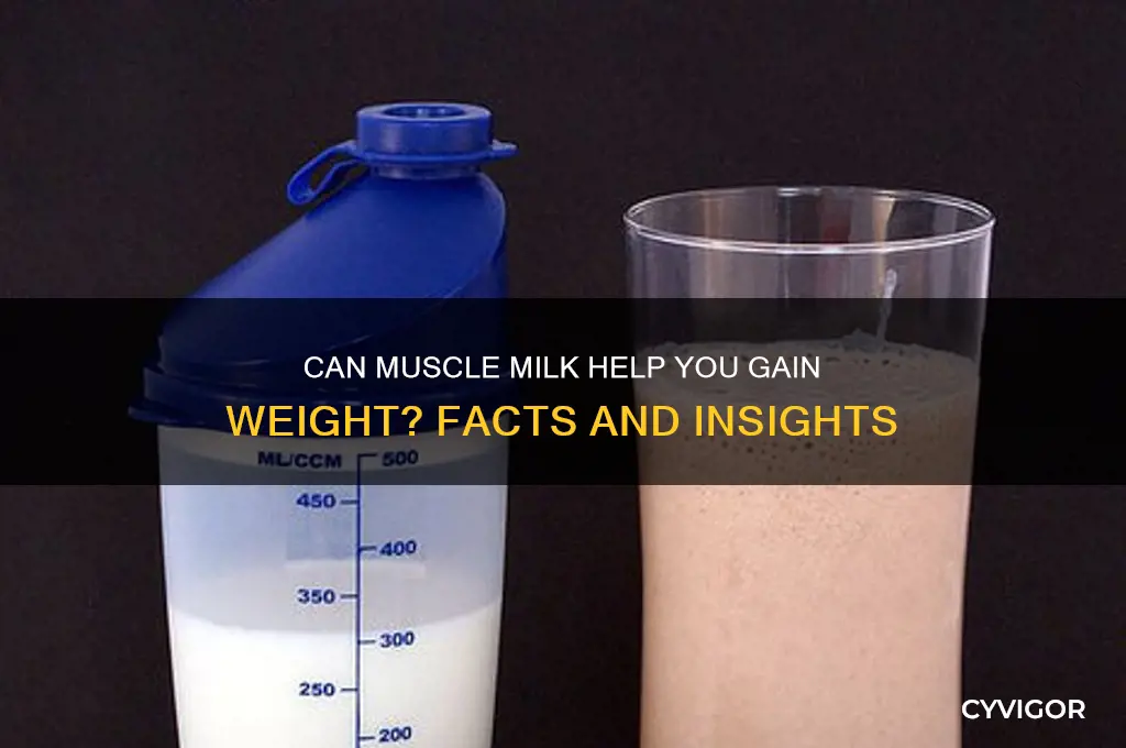 Can Muscle Milk Help You Gain Weight? Facts And Insights | CyVigor