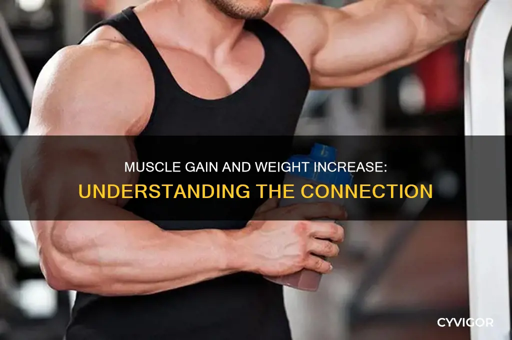Muscle Gain And Weight Increase: Understanding The Connection | CyVigor