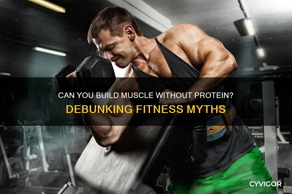 Can You Build Muscle Without Protein? Debunking Fitness Myths | CyVigor