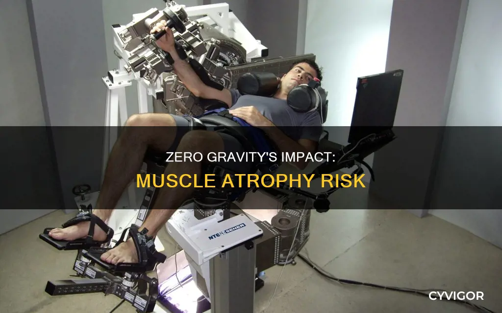 Zero Gravity's Impact: Muscle Atrophy Risk | CyVigor