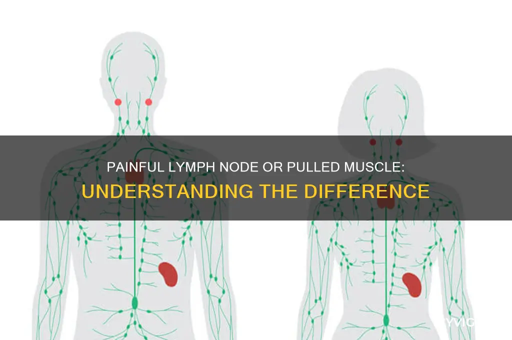 Painful Lymph Node Or Pulled Muscle: Understanding The Difference | CyVigor