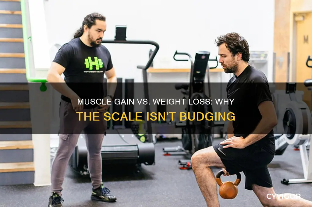 Muscle Gain Vs. Weight Loss: Why The Scale Isn't Budging | CyVigor