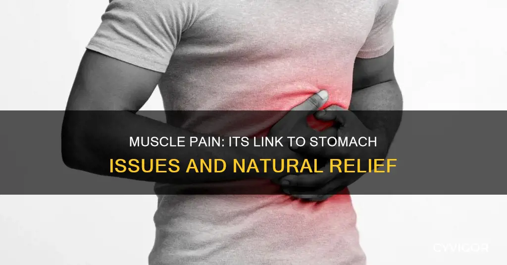 Muscle Pain: Its Link To Stomach Issues And Natural Relief | CyVigor