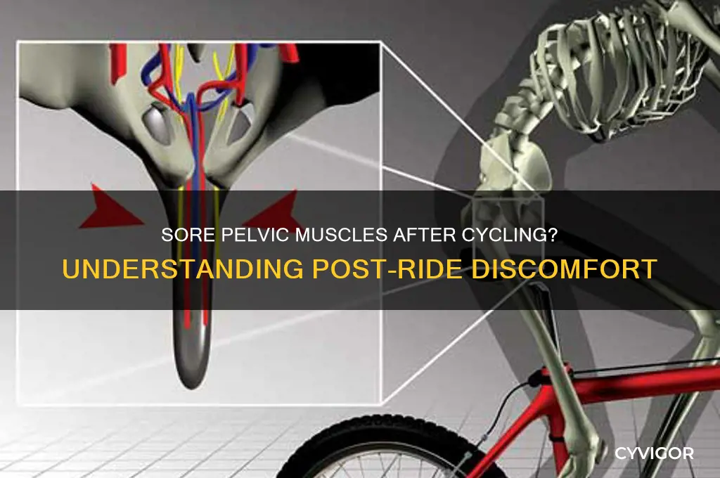 Sore Pelvic Muscles After Cycling? Understanding Post-Ride Discomfort ...