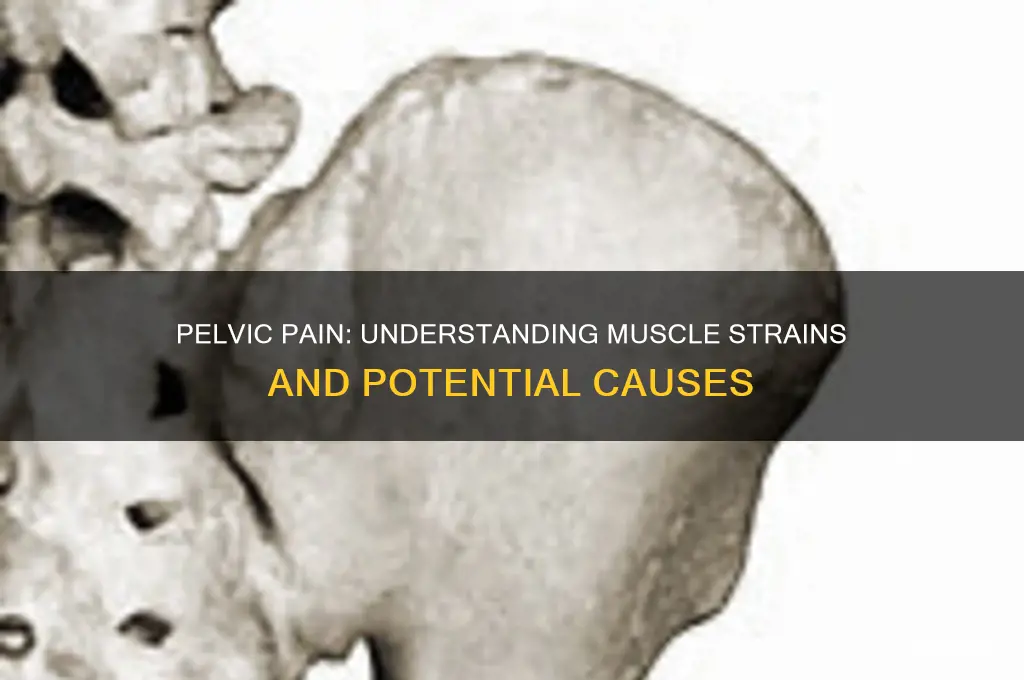 Pelvic Pain: Understanding Muscle Strains And Potential Causes | CyVigor