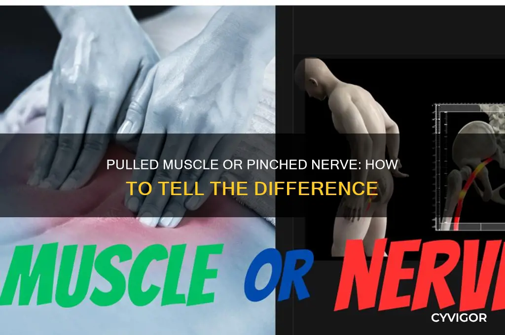 Pulled Muscle Or Pinched Nerve: How To Tell The Difference | CyVigor
