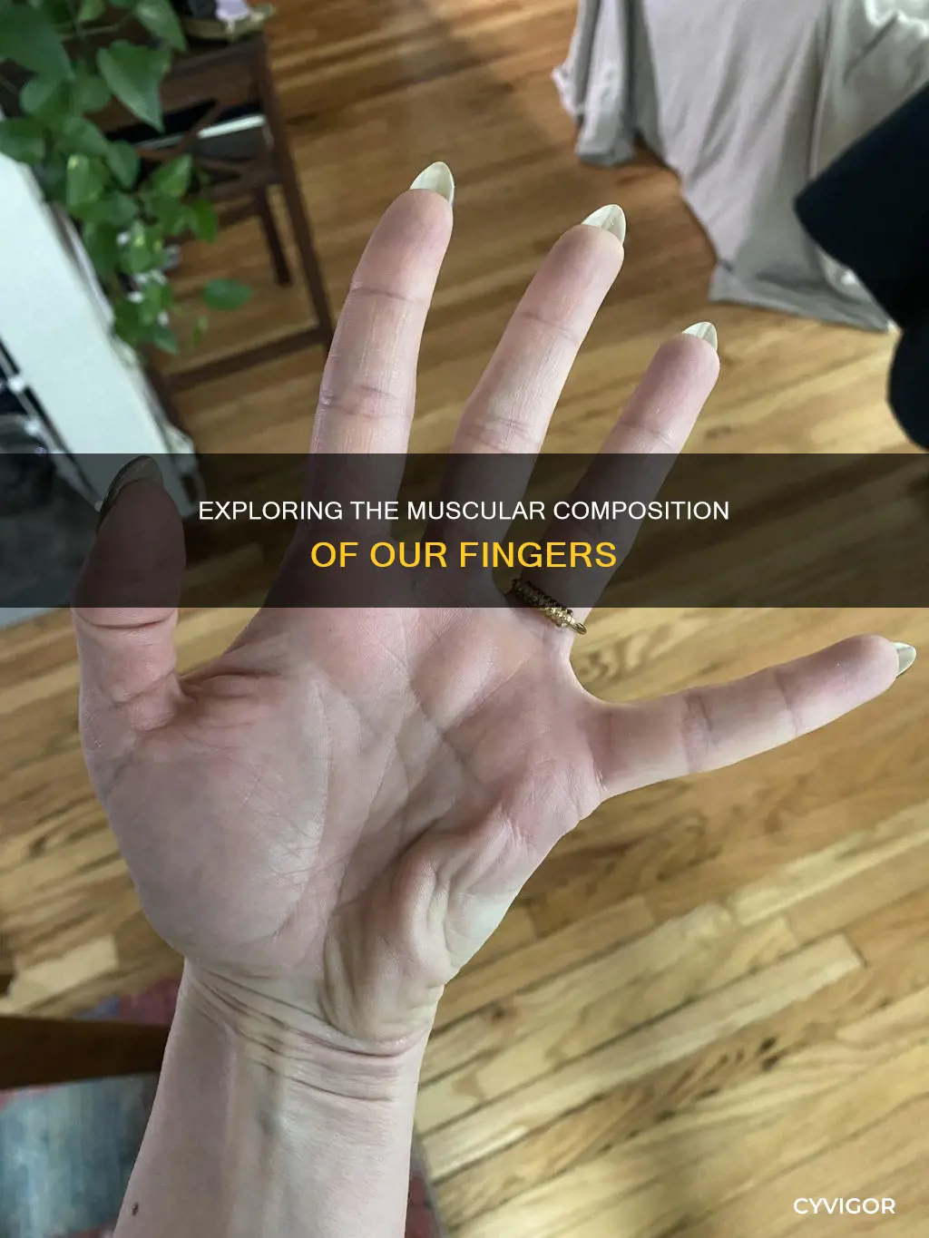 Exploring The Muscular Composition Of Our Fingers | CyVigor