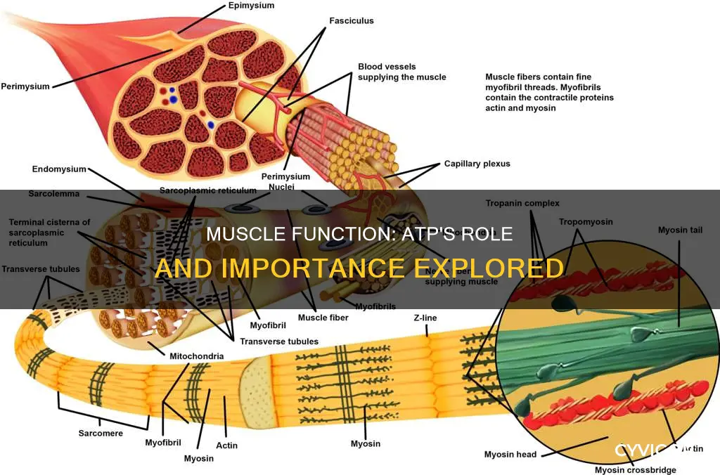Muscle Function: Atp's Role And Importance Explored | CyVigor
