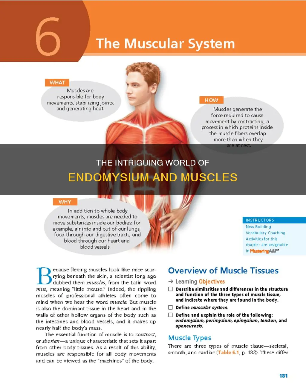 The Intriguing World Of Endomysium And Muscles | CyVigor