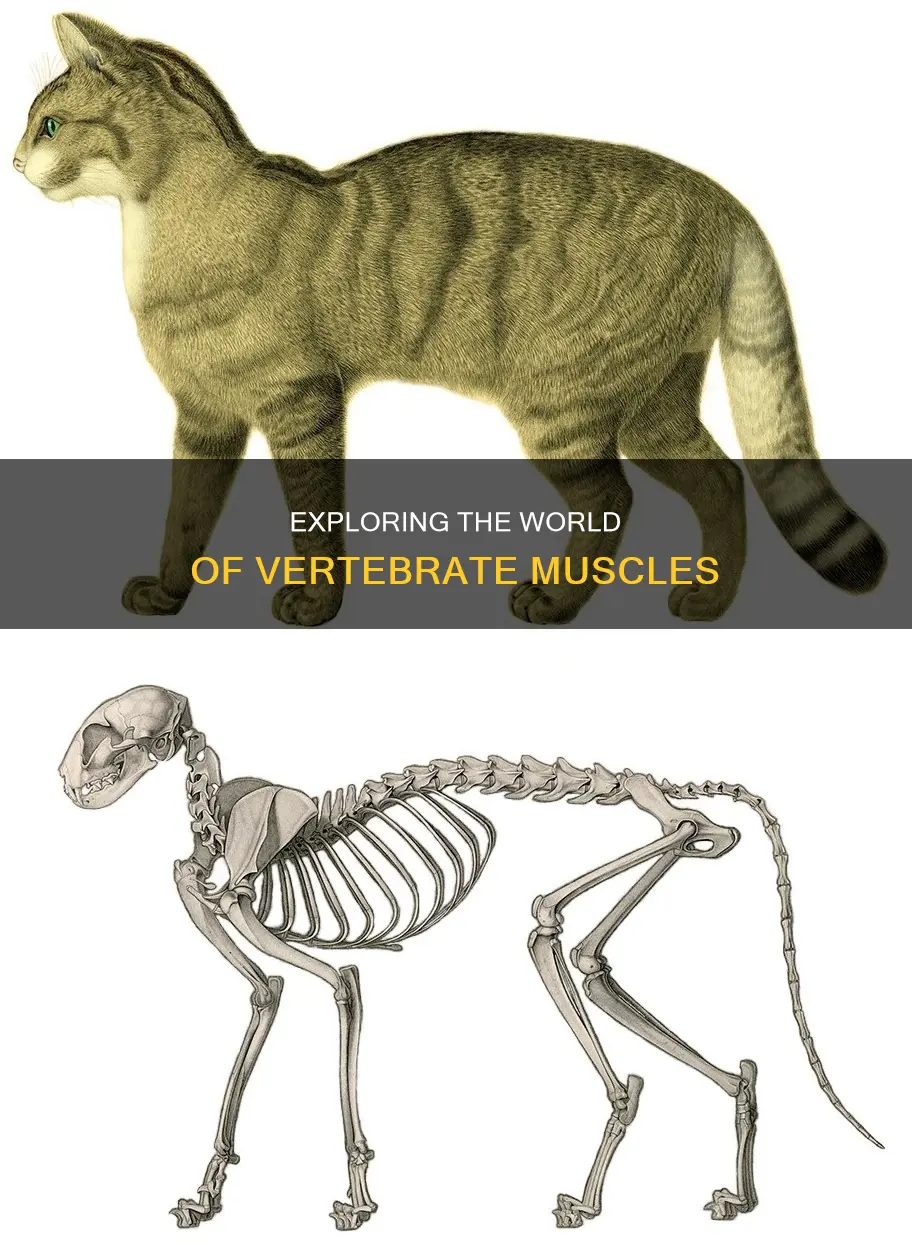 Exploring The World Of Vertebrate Muscles | CyVigor