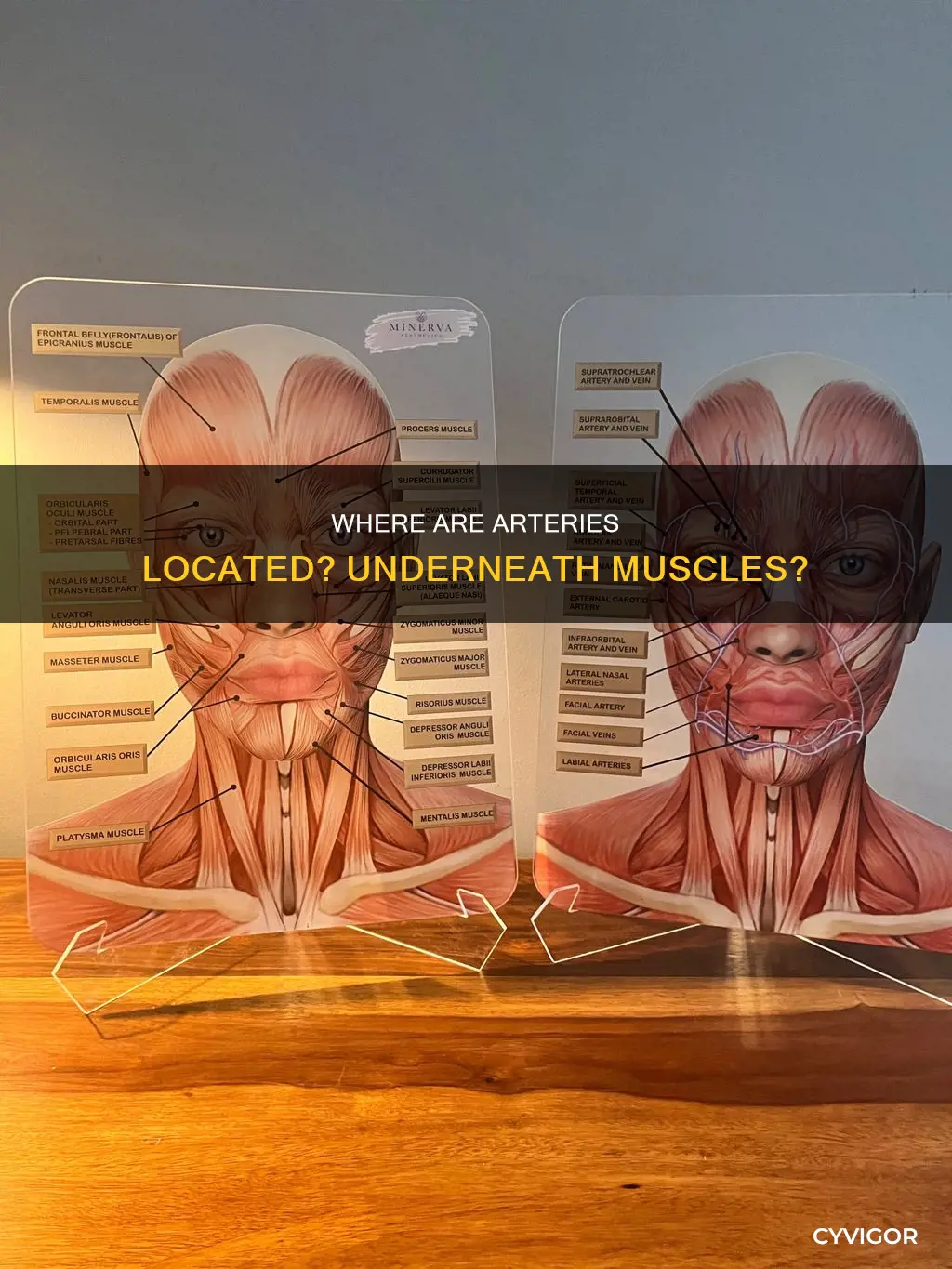 Where Are Arteries Located? Underneath Muscles? | CyVigor