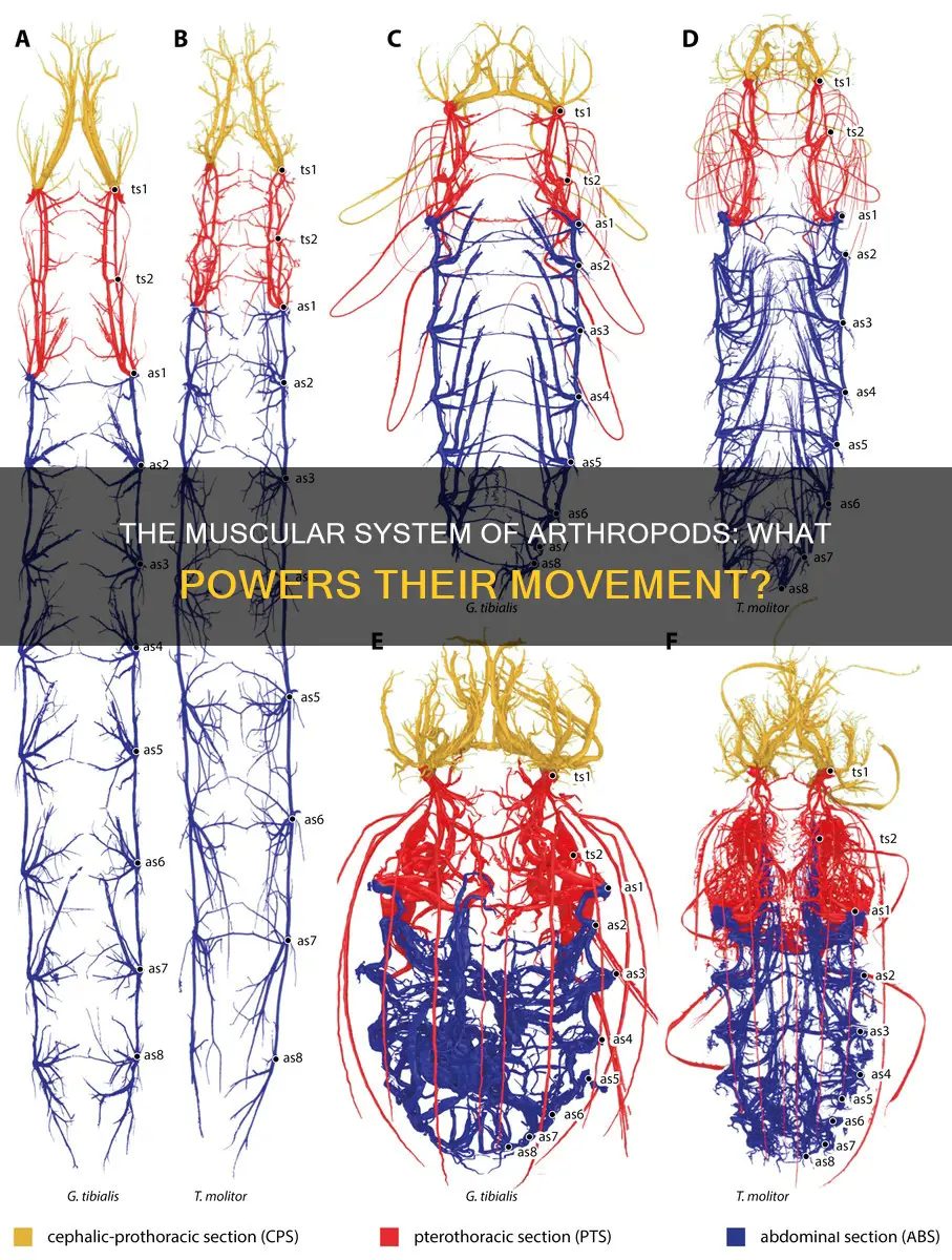 The Muscular System Of Arthropods: What Powers Their Movement? | CyVigor