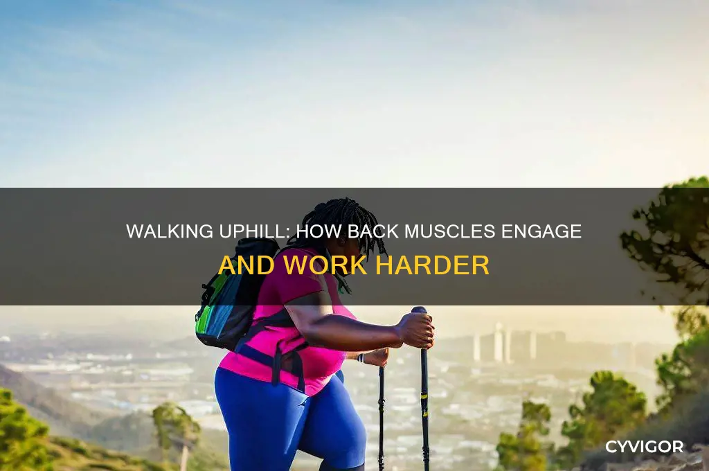 Walking Uphill: How Back Muscles Engage And Work Harder | CyVigor