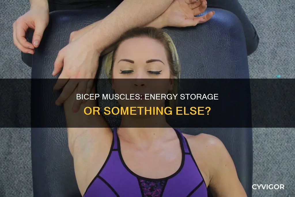 Bicep Muscles: Energy Storage Or Something Else? | CyVigor