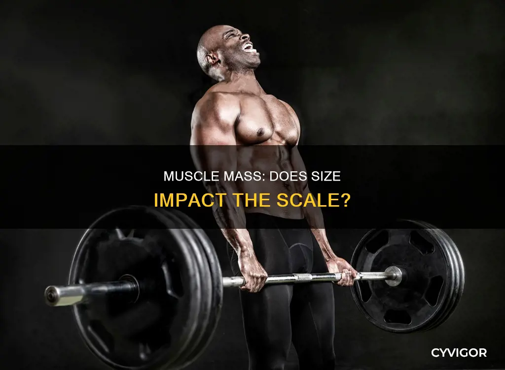Muscle Mass: Does Size Impact The Scale? | CyVigor