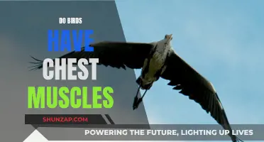 How Bones And Muscles Work Together | CyVigor