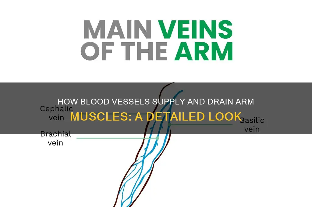 How Blood Vessels Supply And Drain Arm Muscles: A Detailed Look | CyVigor