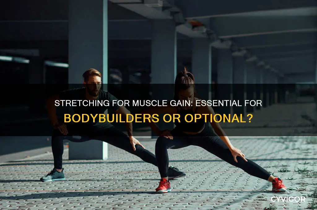 Stretching For Muscle Gain: Essential For Bodybuilders Or Optional ...