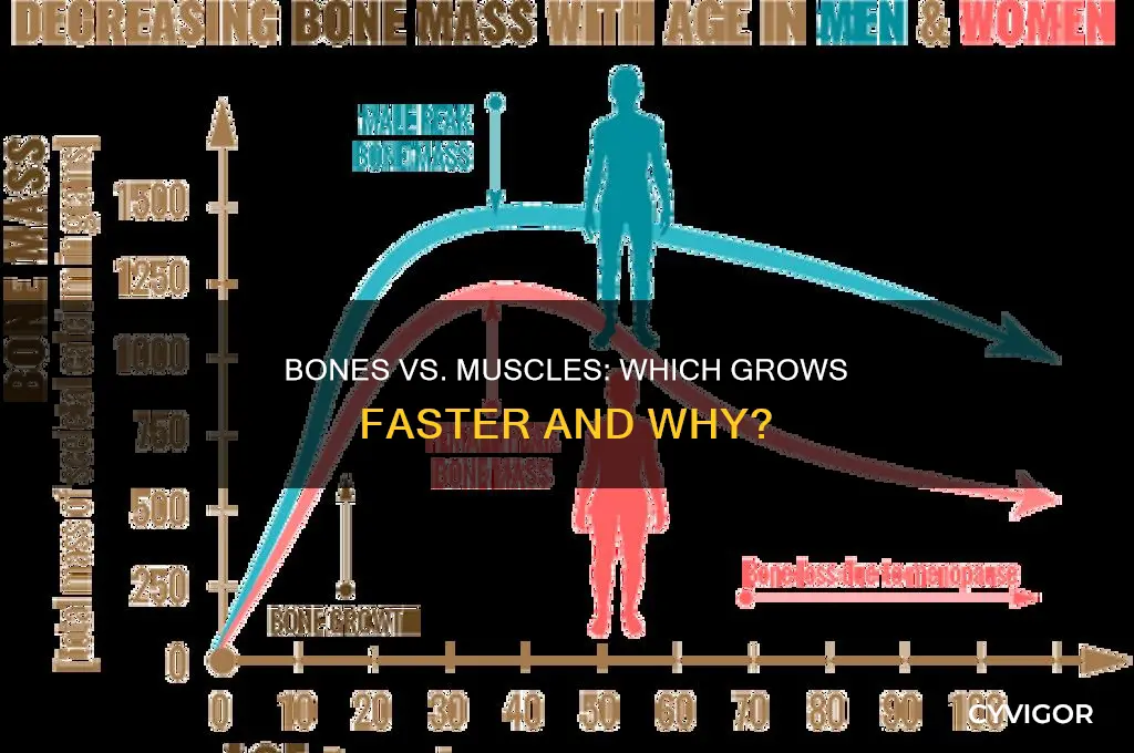 Bones Vs. Muscles: Which Grows Faster And Why? | CyVigor