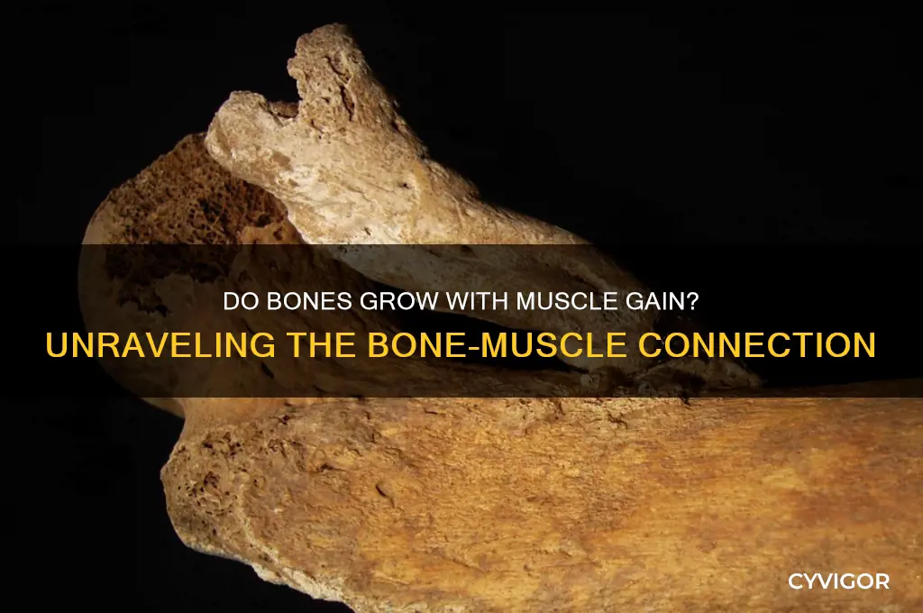 Do Bones Grow With Muscle Gain? Unraveling The Bone-Muscle Connection ...