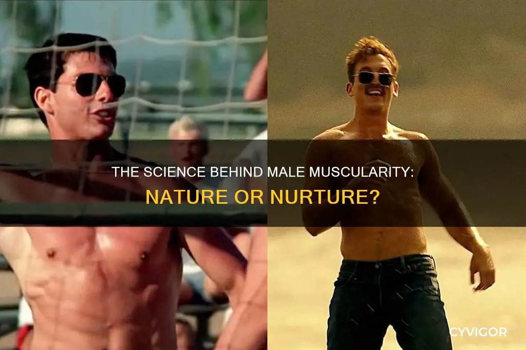 The Science Behind Male Muscularity: Nature Or Nurture? | CyVigor