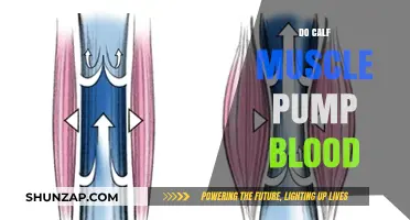 Exploring Calf Muscles: Dorsiflexion And Plantar Flexion Explained ...