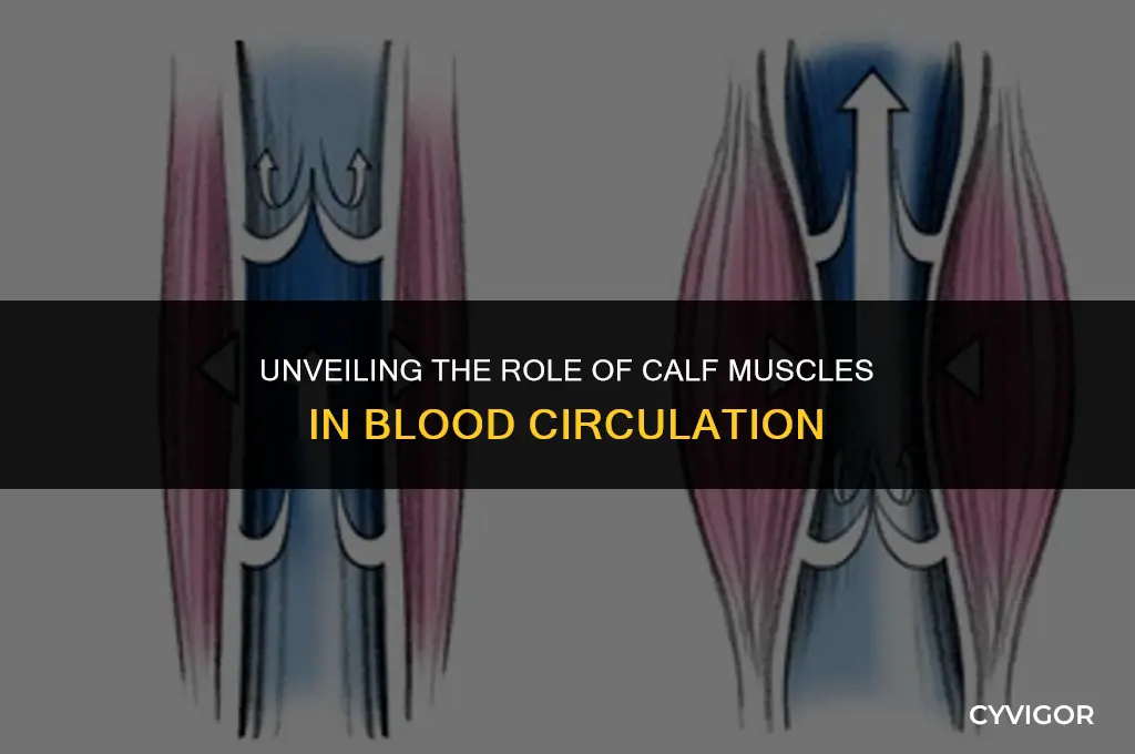 Unveiling The Role Of Calf Muscles In Blood Circulation | CyVigor