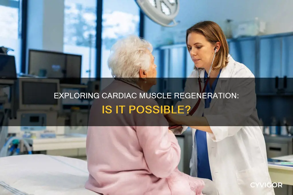 Exploring Cardiac Muscle Regeneration: Is It Possible? | CyVigor