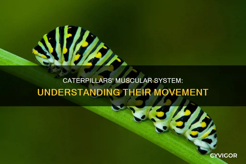Caterpillars' Muscular System: Understanding Their Movement | CyVigor