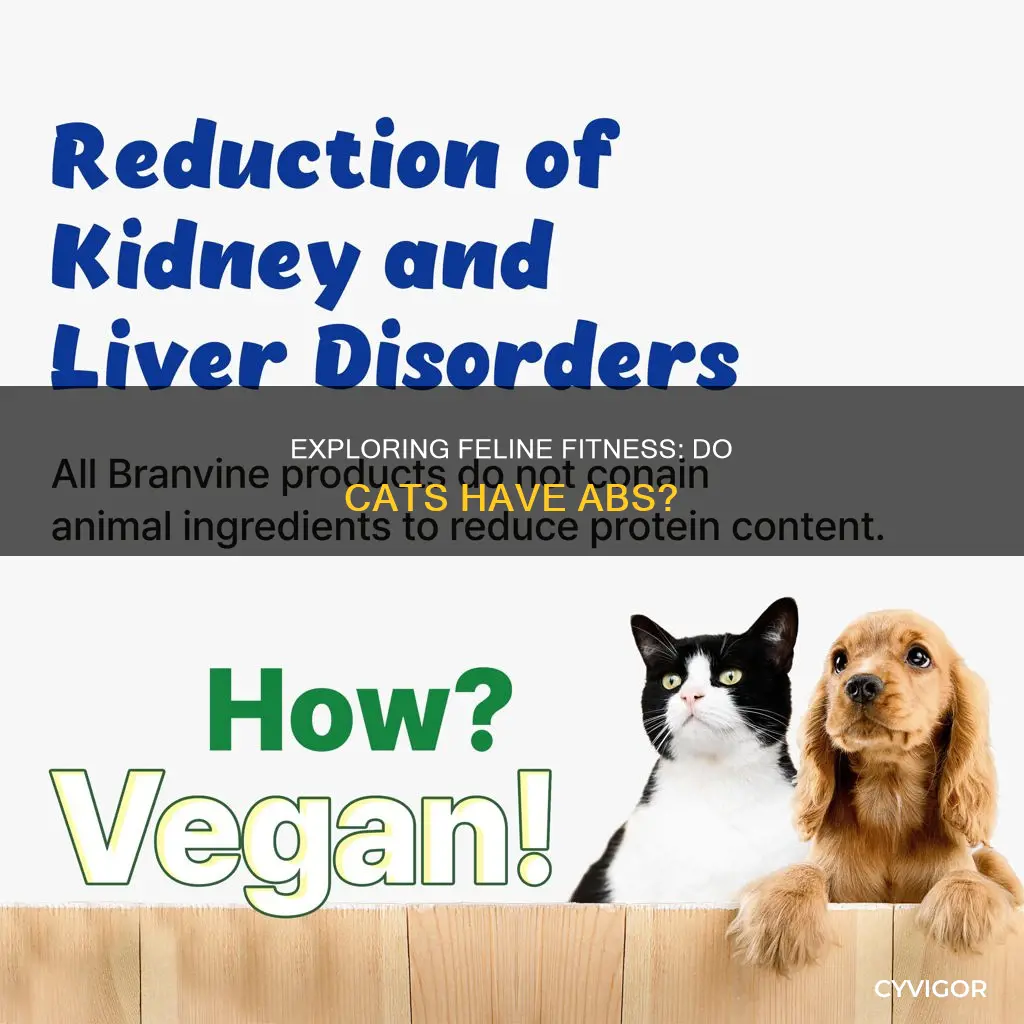 Exploring Feline Fitness: Do Cats Have Abs? | CyVigor