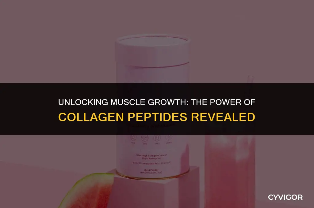 Unlocking Muscle Growth: The Power Of Collagen Peptides Revealed | CyVigor