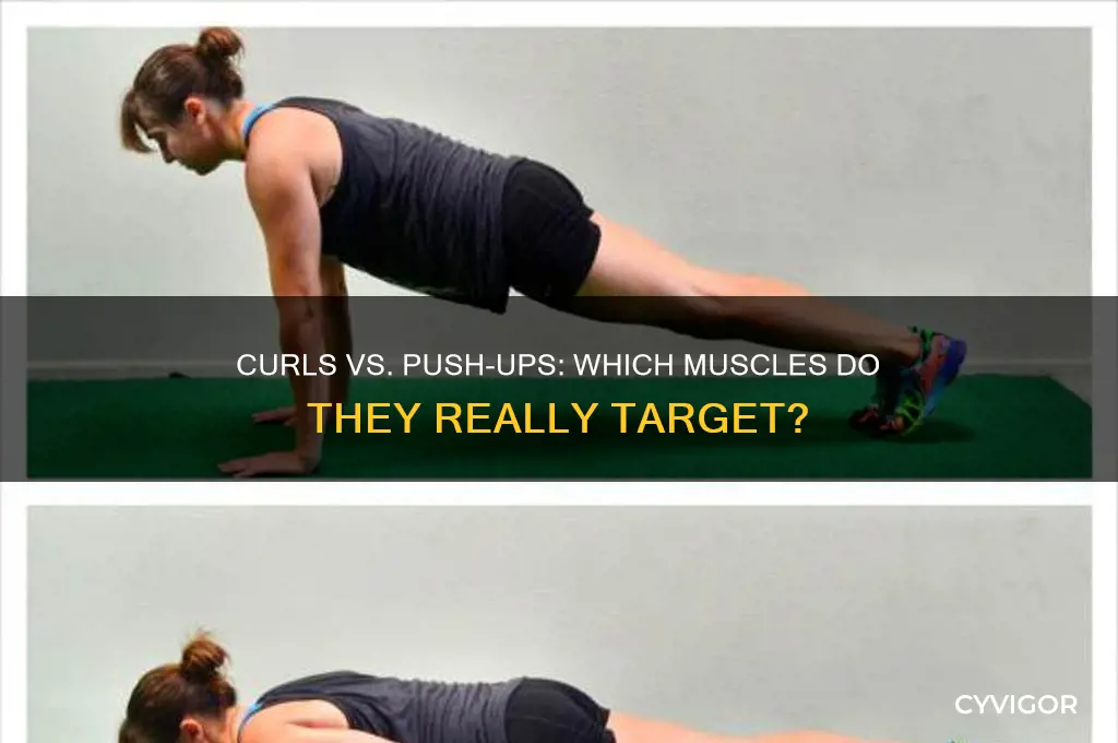 Curls Vs. Push-Ups: Which Muscles Do They Really Target? | CyVigor