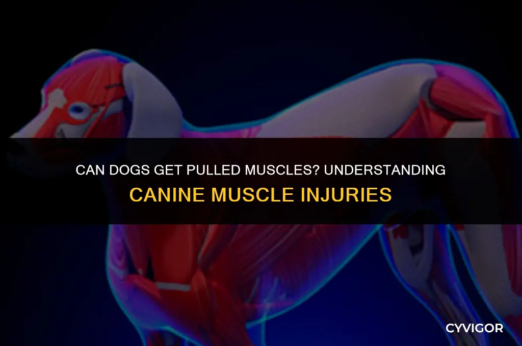 Can Dogs Get Pulled Muscles? Understanding Canine Muscle Injuries | CyVigor