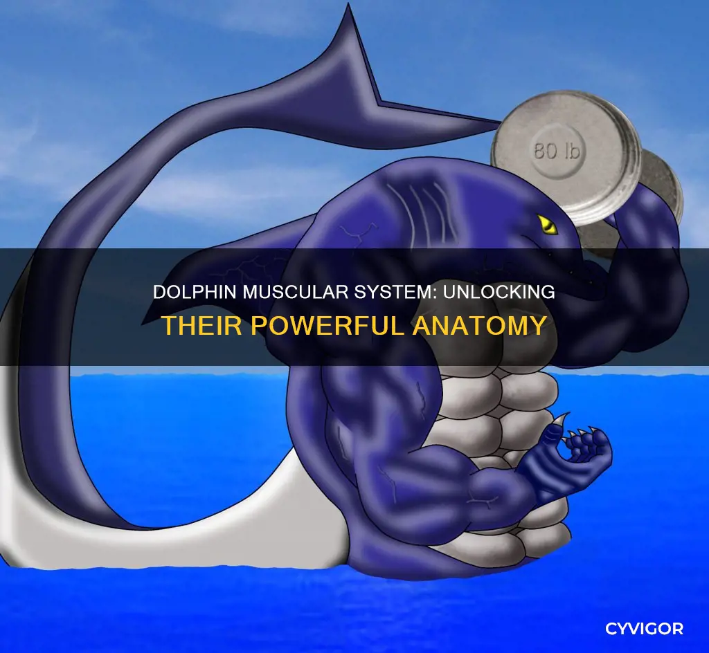 Dolphin Muscular System: Unlocking Their Powerful Anatomy | CyVigor