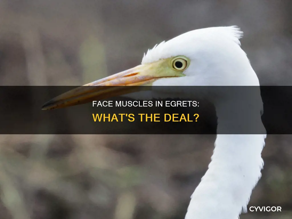 Face Muscles In Egrets: What's The Deal? | CyVigor