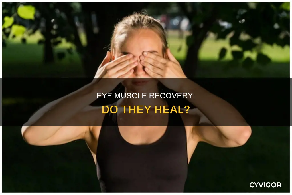 Eye Muscle Recovery: Do They Heal? | CyVigor
