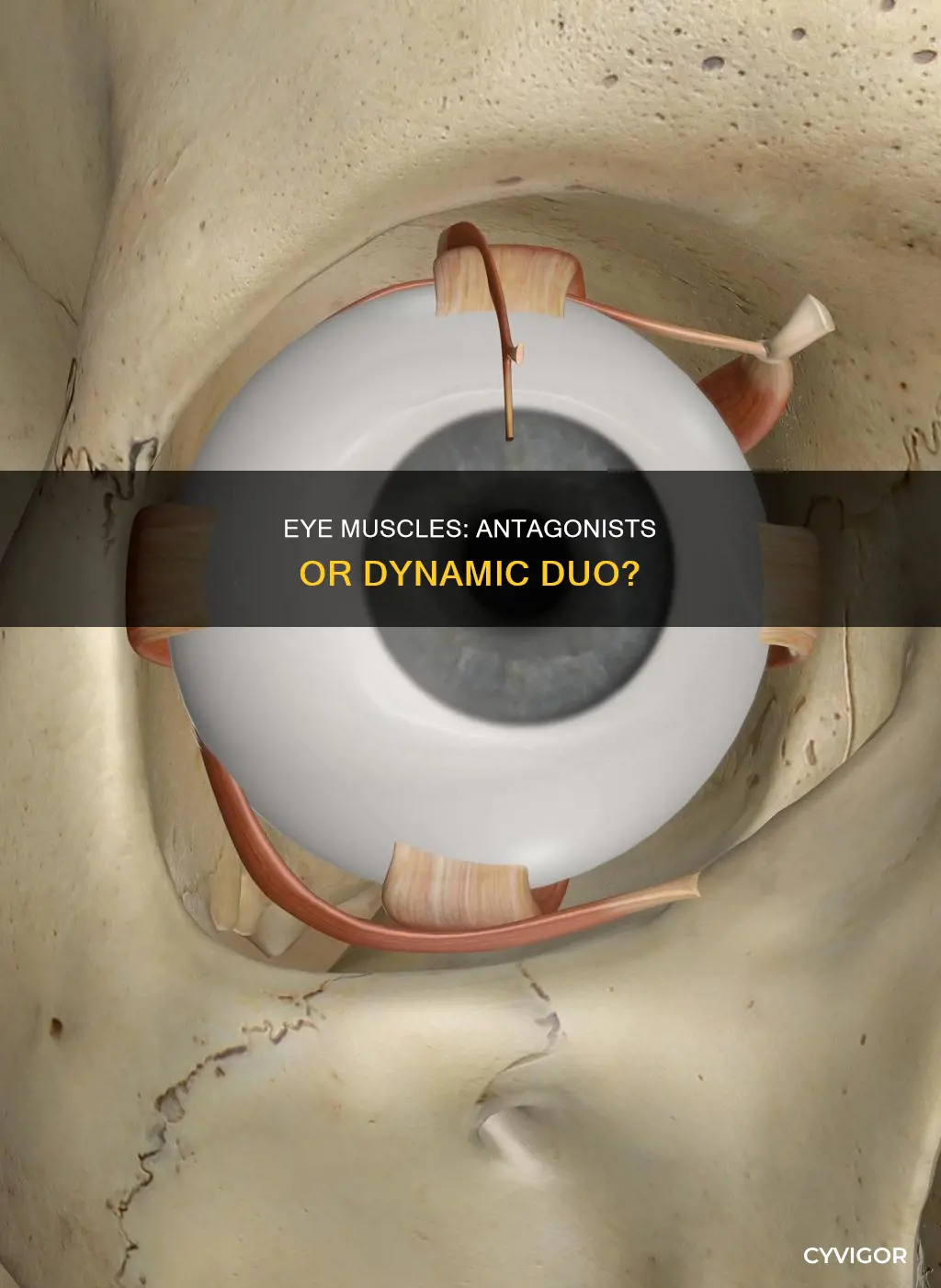 Eye Muscles: Antagonists Or Dynamic Duo? | CyVigor