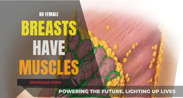 Exploring Female Anatomy: Do Women Have Chest Muscles? | CyVigor
