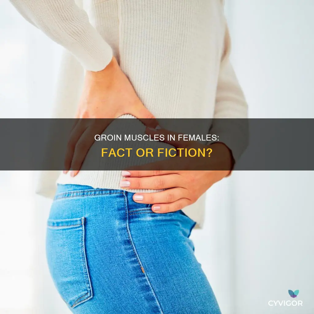 Groin Muscles In Females: Fact Or Fiction? | CyVigor