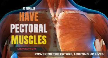Exploring Female Anatomy: Do Women Have Chest Muscles? | CyVigor