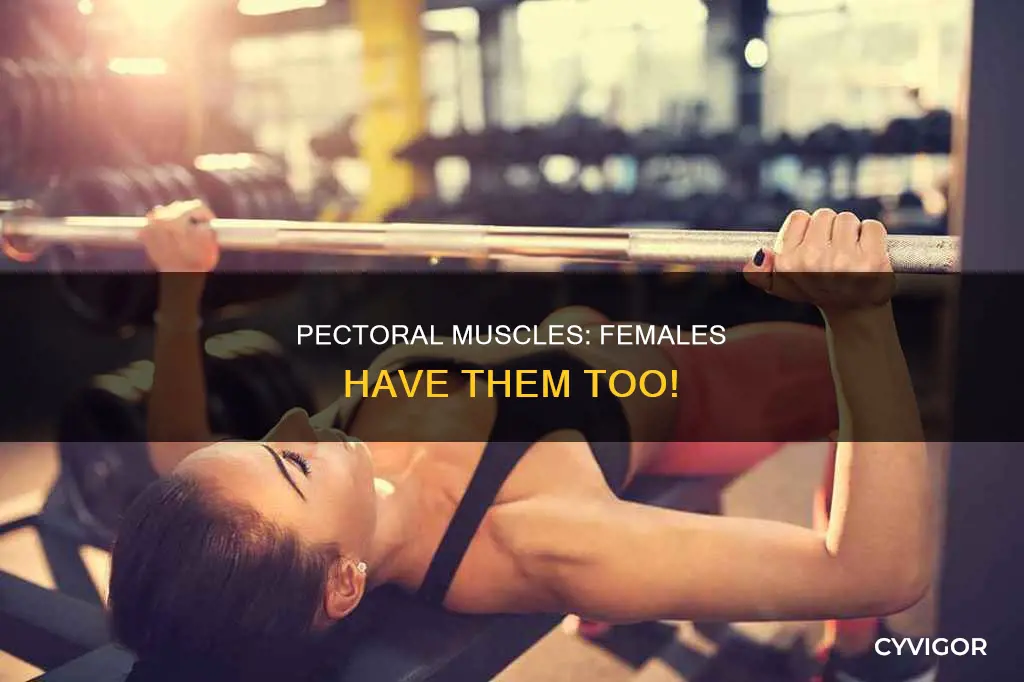 Pectoral Muscles: Females Have Them Too! | CyVigor