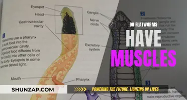 Exploring Finger Muscles: Do They Exist And What Are They? | CyVigor
